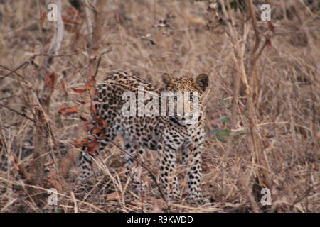 Junge Leoparden im Baum stehen Stockfotografie - Alamy