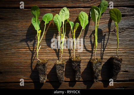 Kohl Blumenkohl Keimlingen sprossen Bereit zum Auspflanzen oder ...
