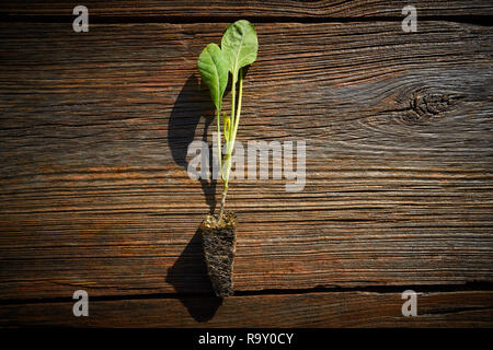 Kohl Blumenkohl Keimlingen sprossen Bereit zum Auspflanzen oder ...