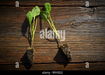 Kohl Blumenkohl Keimlingen sprossen Bereit zum Auspflanzen oder ...