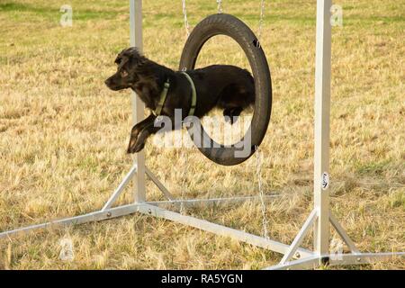 Hund durch Reifen springen Stockfoto, Bild: 50326113 - Alamy