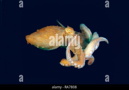 Pazifische Riesenkrake oder Norden pazifische Riesenkrake (Enteroctopus ...
