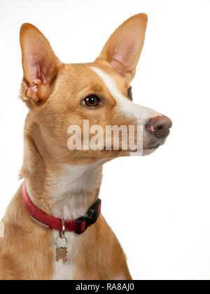 Spanisch Podenco Hund, Portrait im Studio auf weißem Hintergrund ...