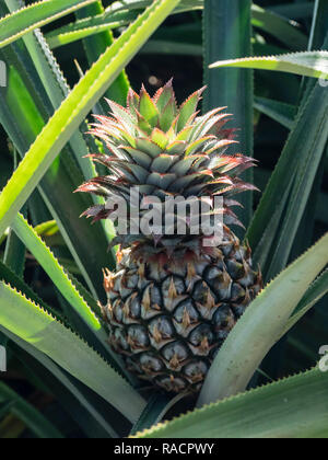 Insel Moorea, Französisch-Polynesien. Ananas-Felder auf den Schultern ...