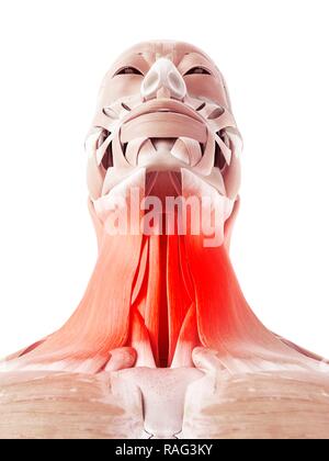 medizinische genaue Abbildung von Kopf-Nacken-Muskulatur Stockfoto ...