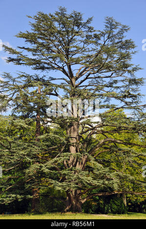 Zedern des Libanon oder in Libanon Zeder, Libanon-Zeder, libanoni ...