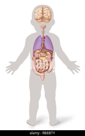 Kind Anatomie voll Verdauungssystem Cutaway. Einschließlich Mund und ...