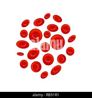 Die Zellen des menschlichen Blutes: rote Blutkörperchen und ...