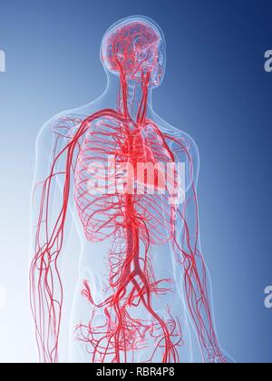 Anatomie des menschlichen Bauch Venensystem Stockfoto, Bild: 57643323 ...