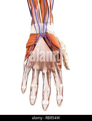 Arterien der Hand und des Handgelenks Stockfoto, Bild: 39487937 - Alamy