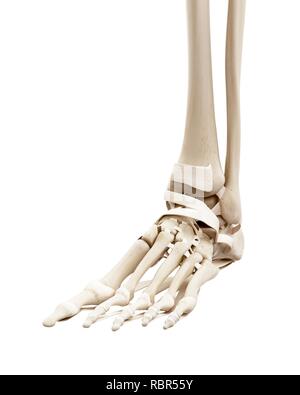 Fußknochen Anatomie isoliert Stockfoto, Bild: 164522052 - Alamy