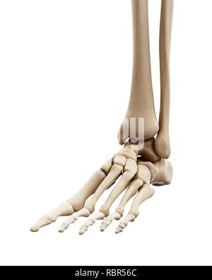 Fußknochen Anatomie isoliert Stockfoto, Bild: 164522052 - Alamy