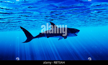 Die Flosse des weißen Hai schneidet durchs Wasser, Gansbaai, Südafrika ...