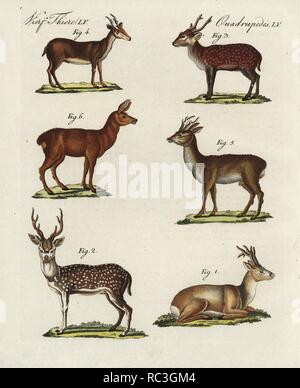 Schwein-Hirsch (Axis Porcinus, Cervus Porcinus), Hirsch und Hirschkuh ...