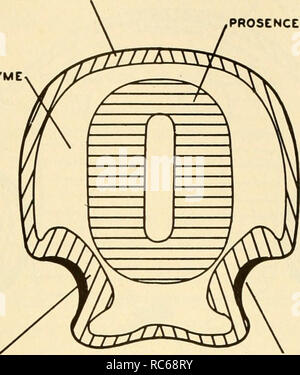 . Embryologie. Embryologie; Embryologie; Genealogie. Struktur DER ...