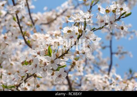 Blühende Kirsche (Prunus Avium), Ukraine, Osteuropa Stockfotografie - Alamy