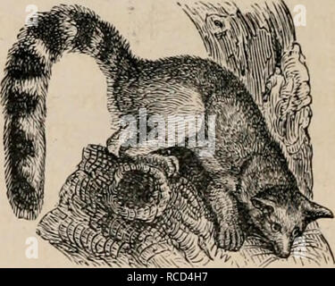 gemeinsamen Waschbär (Procyon Lotor), Fußdruck von Racoon in der Spur ...