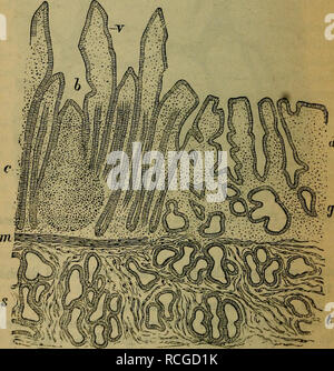 . Elemente der Histologie. Die Histologie. Kapitel XXVI.] der ...