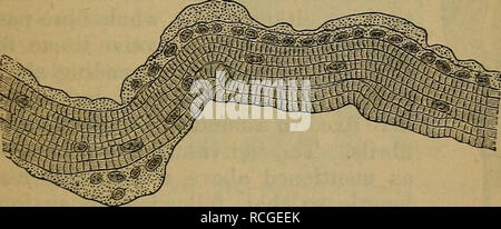 . Elemente der Histologie. Die Histologie. Kap. XXXIV.] Die Haut. 275 ...