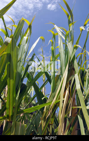 Zuckerrohr, Zuckerrohr, cukornád, Saccharum officinarum Stockfotografie ...