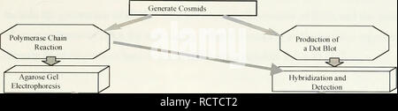 . Die Entwicklung einer cosmid Karte von Chromosom 12p13. Sweet Briar ...