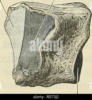 . Cunninghams Lehrbuch der Anatomie. Anatomie. Abb. 64.- anteriore ...