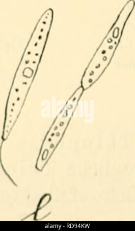 . Einfhrung in die Agrikulturmykolgie. Boden Mikrobiologie; Bodenpilzen ...