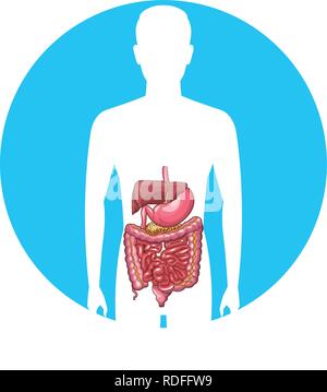 Darm Darm Magen-darm-Diagramm Stock-Vektorgrafik - Alamy