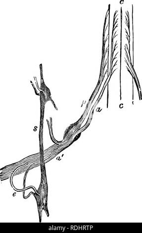 Struktur des Rückenmarks mit weißer und grauer Substanz Stockfotografie ...