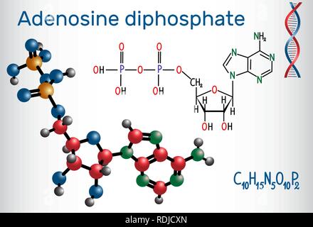 Adenosindiphosphat (ADP) Molekül. Spielt wichtige Rolle bei der ...
