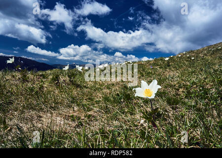 Blumen Anemonen auf einer grünen Wiese in den Bergen der Hohen Tatra in ...