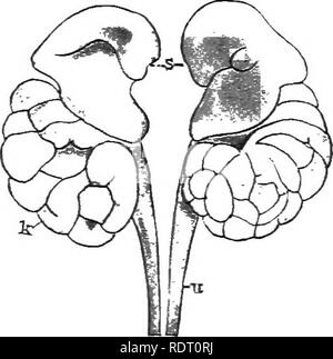 . Vergleichende Anatomie der Wirbeltiere. Anatomie, Vergleichende ...