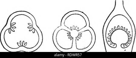 . Elemente der Botanik. Botanik; Botanik. Struktur DER BLUME UND IHRER ...