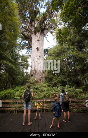 Neuseelands größten bekannten lebenden Kauri Baum, Tane Mahuta, soll ...