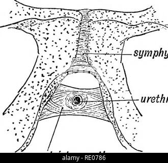 . Menschliche Embryologie und Morphologie. Embryologie, Menschliche ...