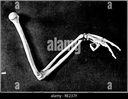 Skelett eines Vogels Flügel und eines Mannes Arm und Hand, im gleichen ...