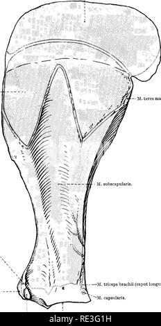 . Die topographische Anatomie der Glieder des Pferdes. Pferde ...