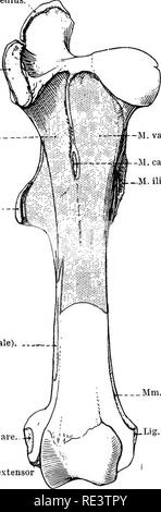 . Die topographische Anatomie der Glieder des Pferdes. Pferde ...