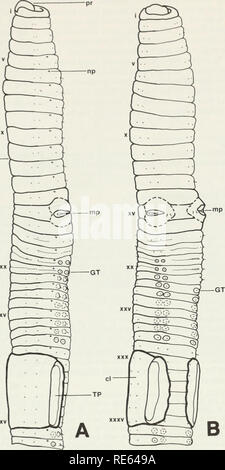 . Die Regenwürmer (lumbricidae und sparganophilidae) von Ontario. Abb ...