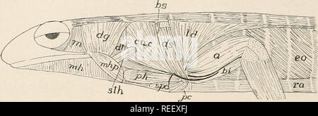 . Auf der Anatomie der Wirbeltiere. Wirbeltiere; Anatomie ...