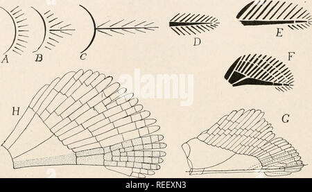 . Vergleichende Anatomie der Wirbeltiere. Anatomie, Vergleichende ...
