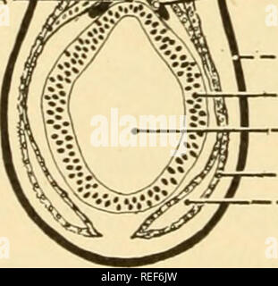 . Vergleichende Anatomie. Anatomie, Vergleichende. V^ERMATOME IST ...