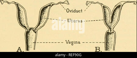 Anatomie des weiblichen Urogenitalsystems Stockfotografie - Alamy