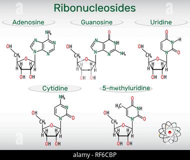 Chemische Strukturformeln der Purin- und Pyrimidin stickstoffhaltigen ...