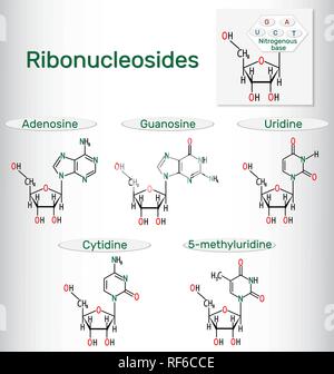 Chemische Strukturformeln der Purin- und Pyrimidin stickstoffhaltigen ...
