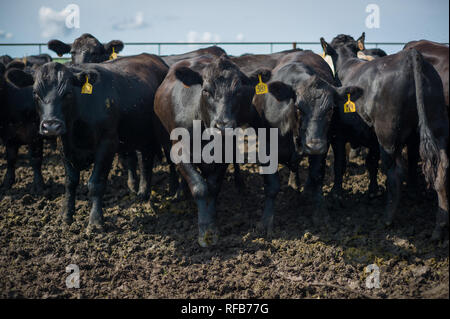 Black Angus, Rinder, Kühe, Prärie, South Dakota, USA, USA, Amerika ...