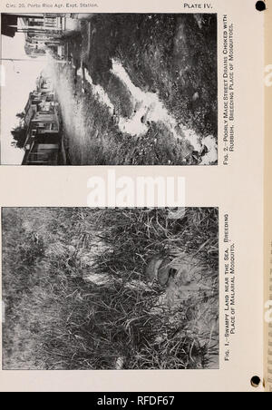 . Moskito Befragung von Mayagüez. Moskitos Puerto Rico; Stechmücken als ...