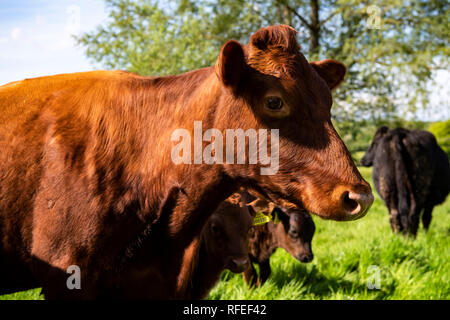Dexter Rinder weiden auf Caster Hanglands National Nature Reserve ...
