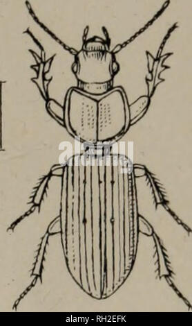 . Die britische Coleoptera abgegrenzt, bestehend aus Zahlen der alle Gattungen der Britischen ...