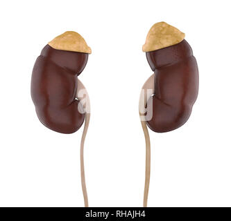 Menschlichen Nieren Anatomie Stockfotografie - Alamy